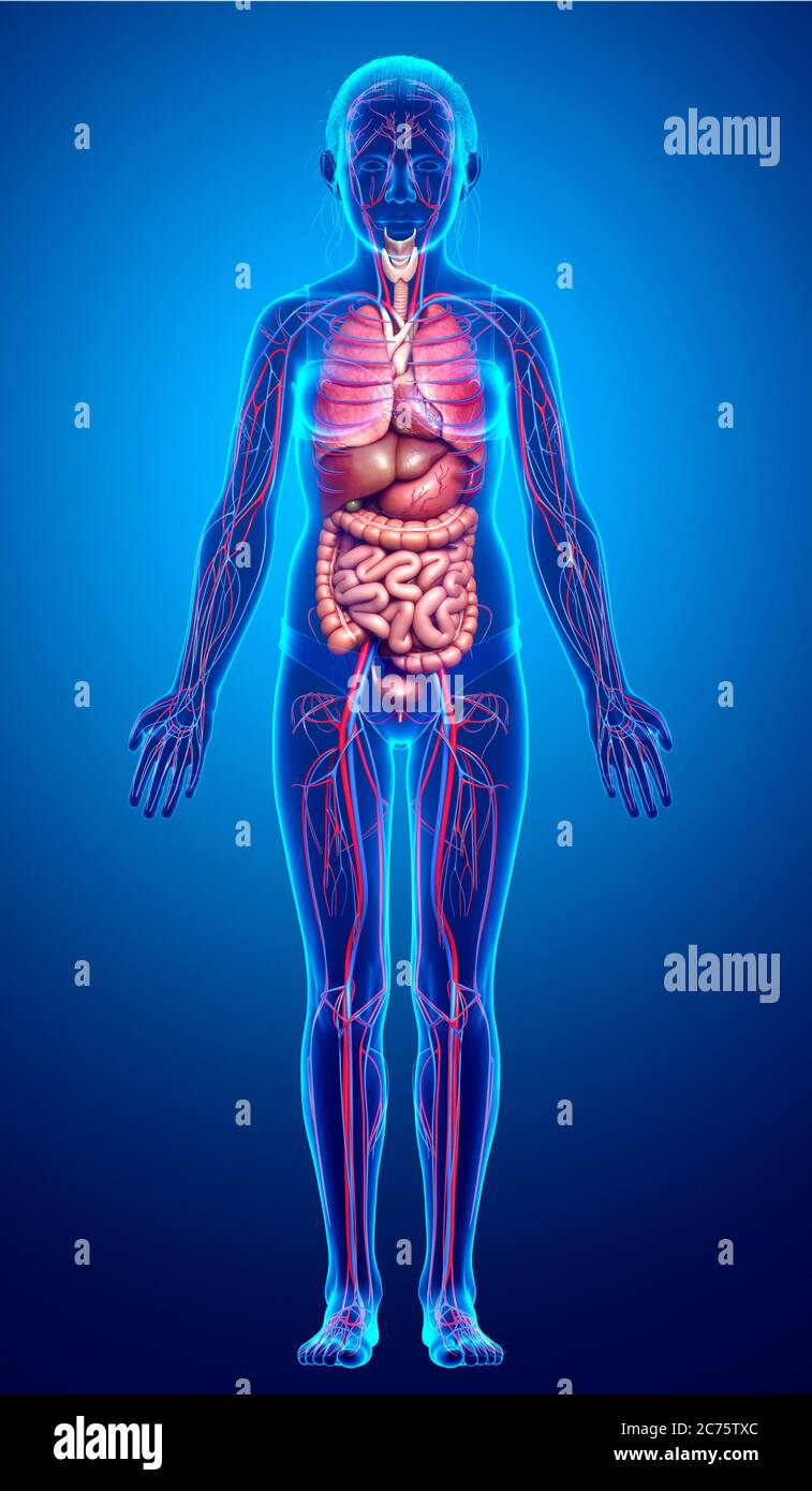 3d rendered medically accurate illustration of the young girl ...
