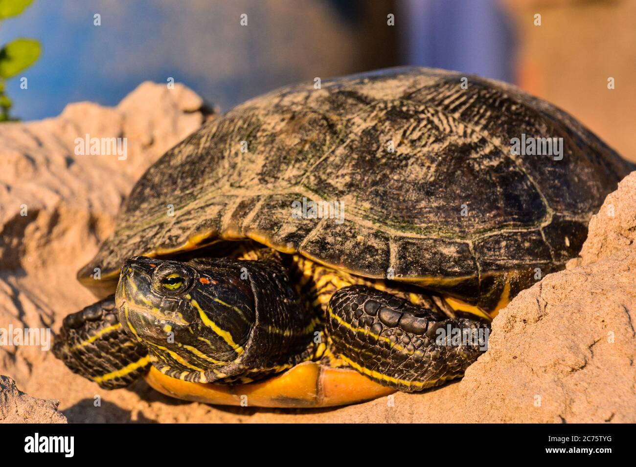 Photo Picture of Red Eared Terrapin Trachemys Scripta Elegans Tortoise ...