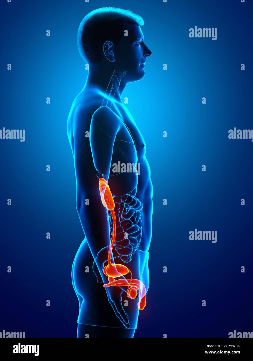 3d rendered, medically accurate illustration of the highlighted kidneys ...