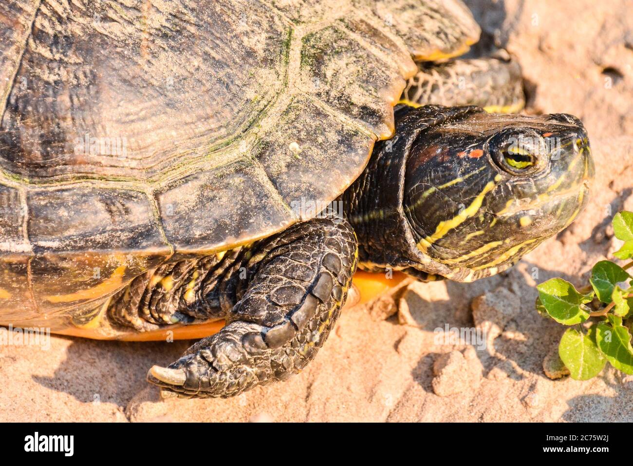 Photo Picture of Red Eared Terrapin Trachemys Scripta Elegans Tortoise ...
