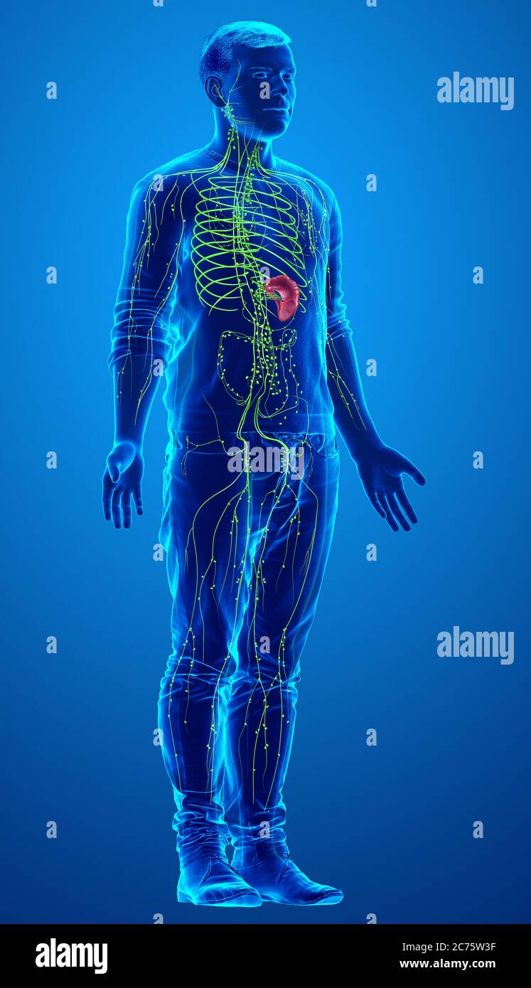 3d rendered medically accurate illustration of a male lymphatic system ...