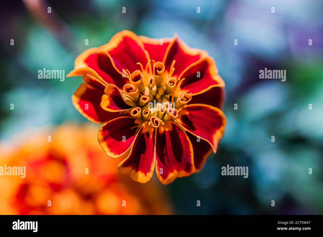 Red marigold flower hi-res stock photography and images - Alamy