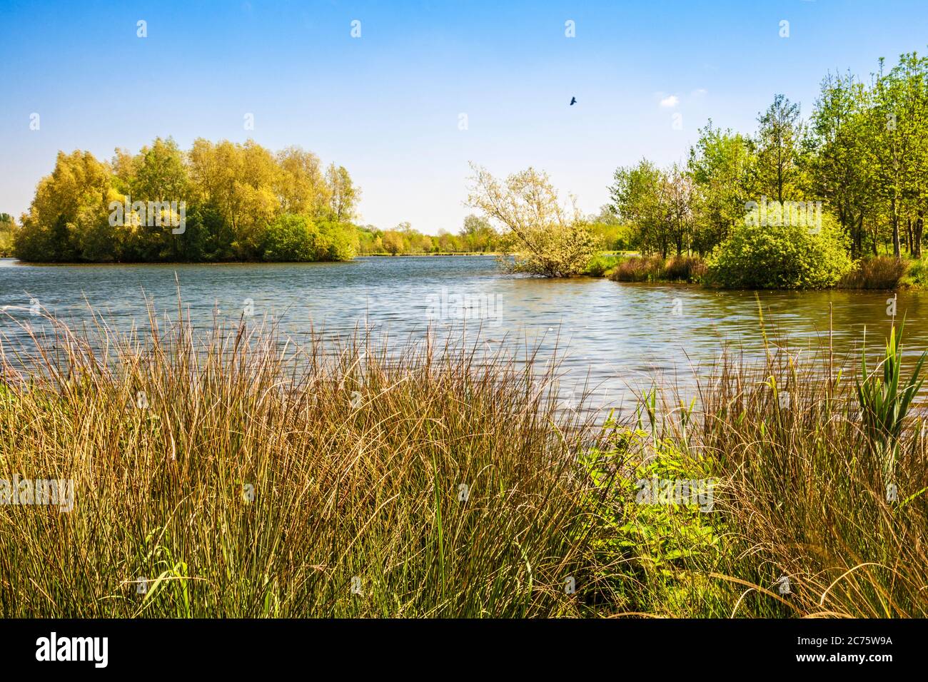 One of the lakes at Cotswold Water Park Stock Photo - Alamy