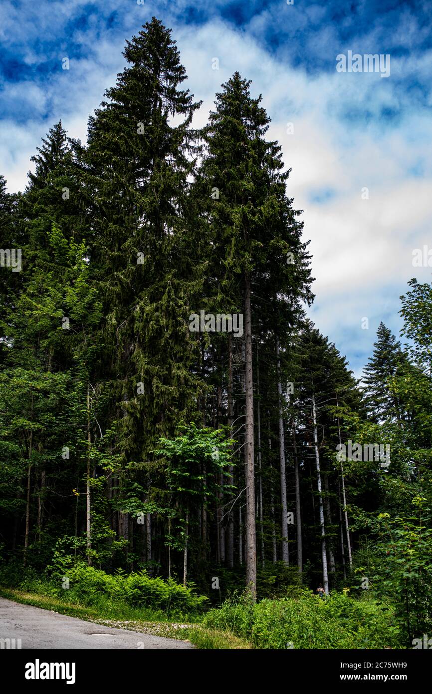 Sunlight in forrest hi-res stock photography and images - Alamy