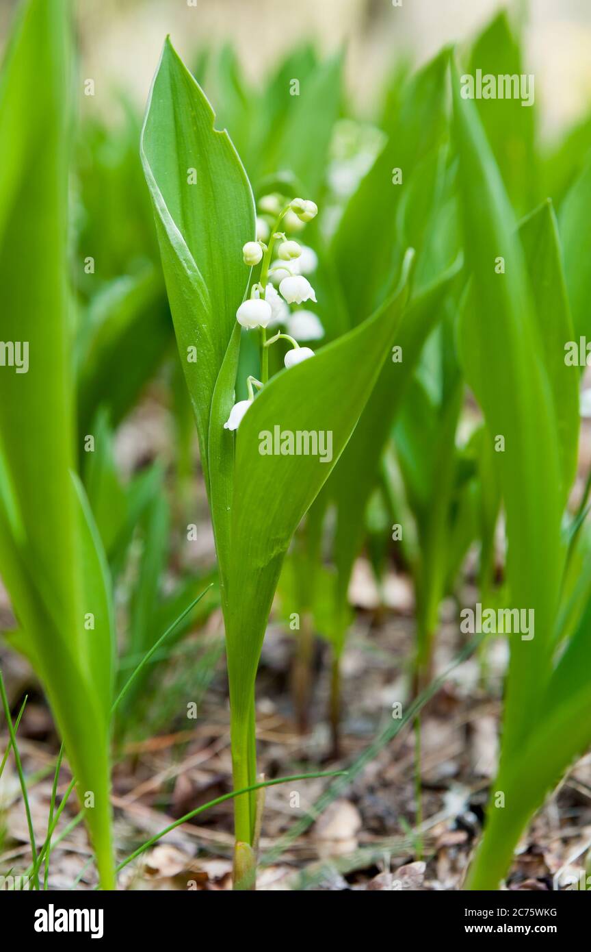 Poland national flower hi-res stock photography and images - Alamy