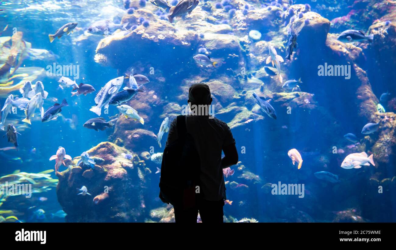 Silhouette of an unidentified man watching the fish swimming in ...