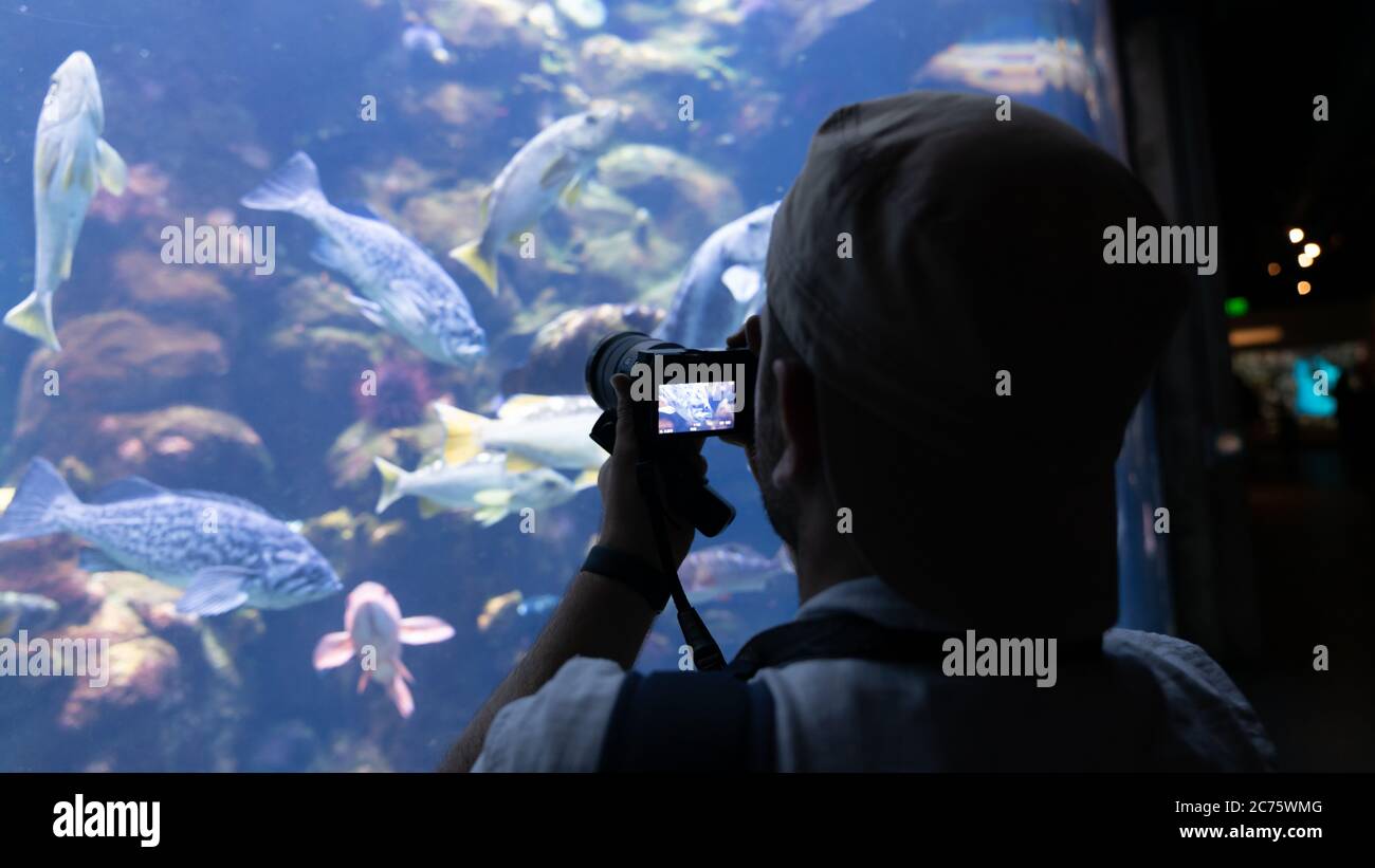 Silhouette of an unidentified man taking photograph of fish swimming in ...