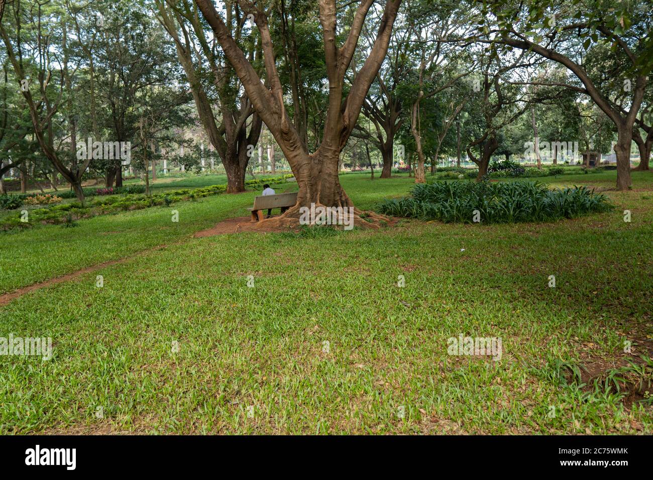 School under a tree hi-res stock photography and images - Alamy
