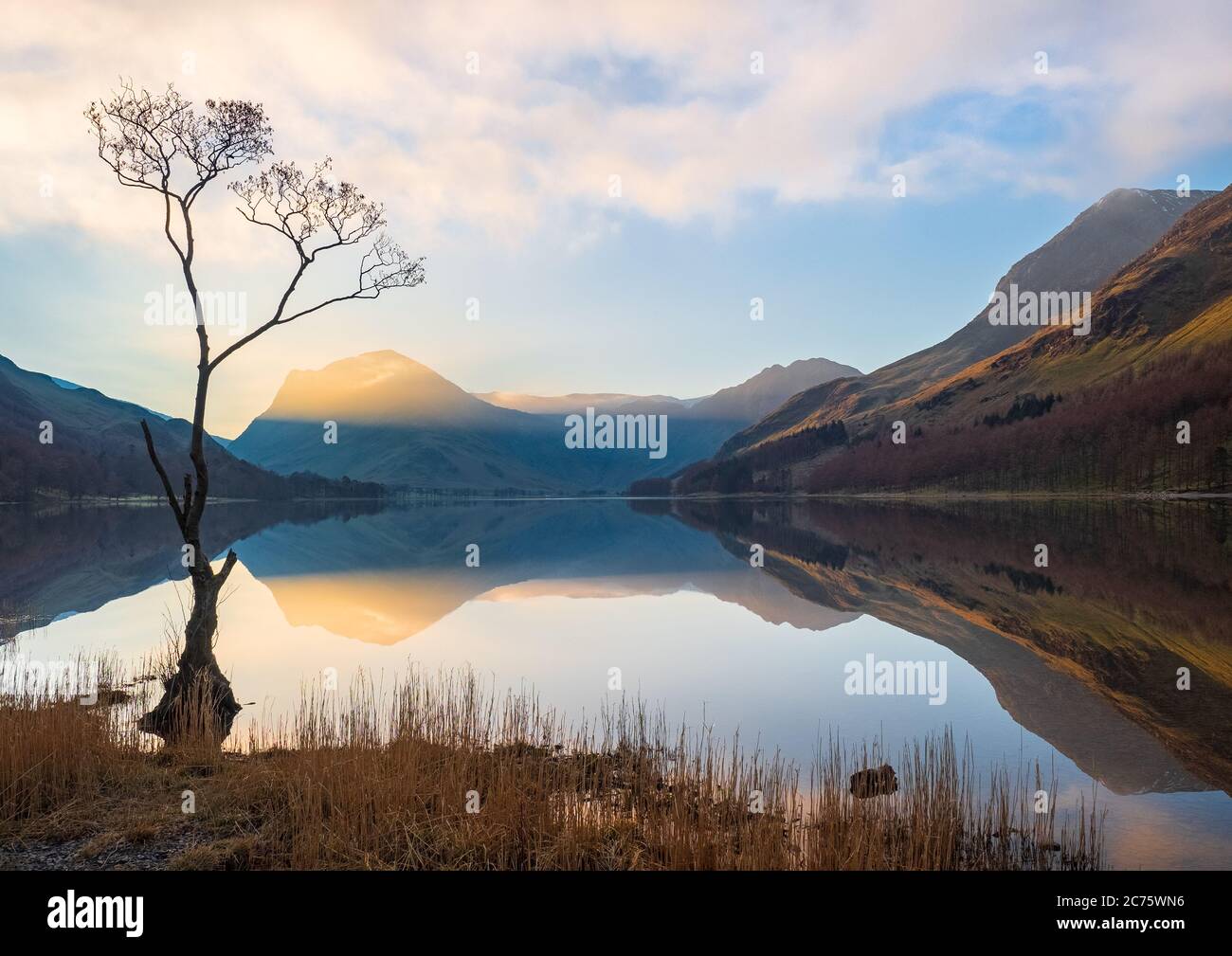 The famous lone tree at the head of Buttermere in the Lake District ...