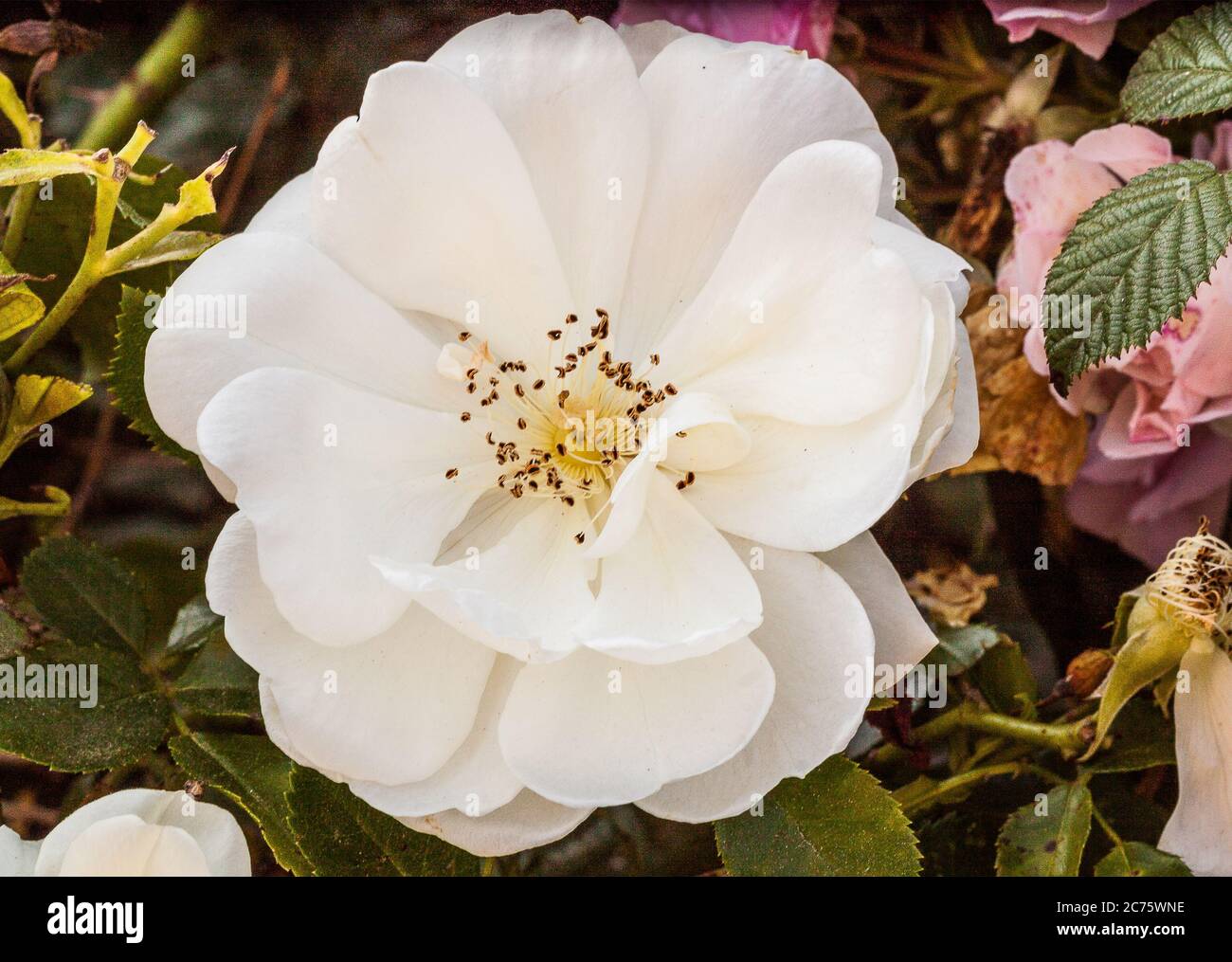 White rose of yorkshire High Resolution Stock Photography and Images ...