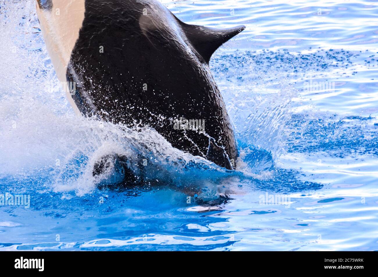 Photo Picture of a Mammal Orca Killer Whale Fish Stock Photo - Alamy