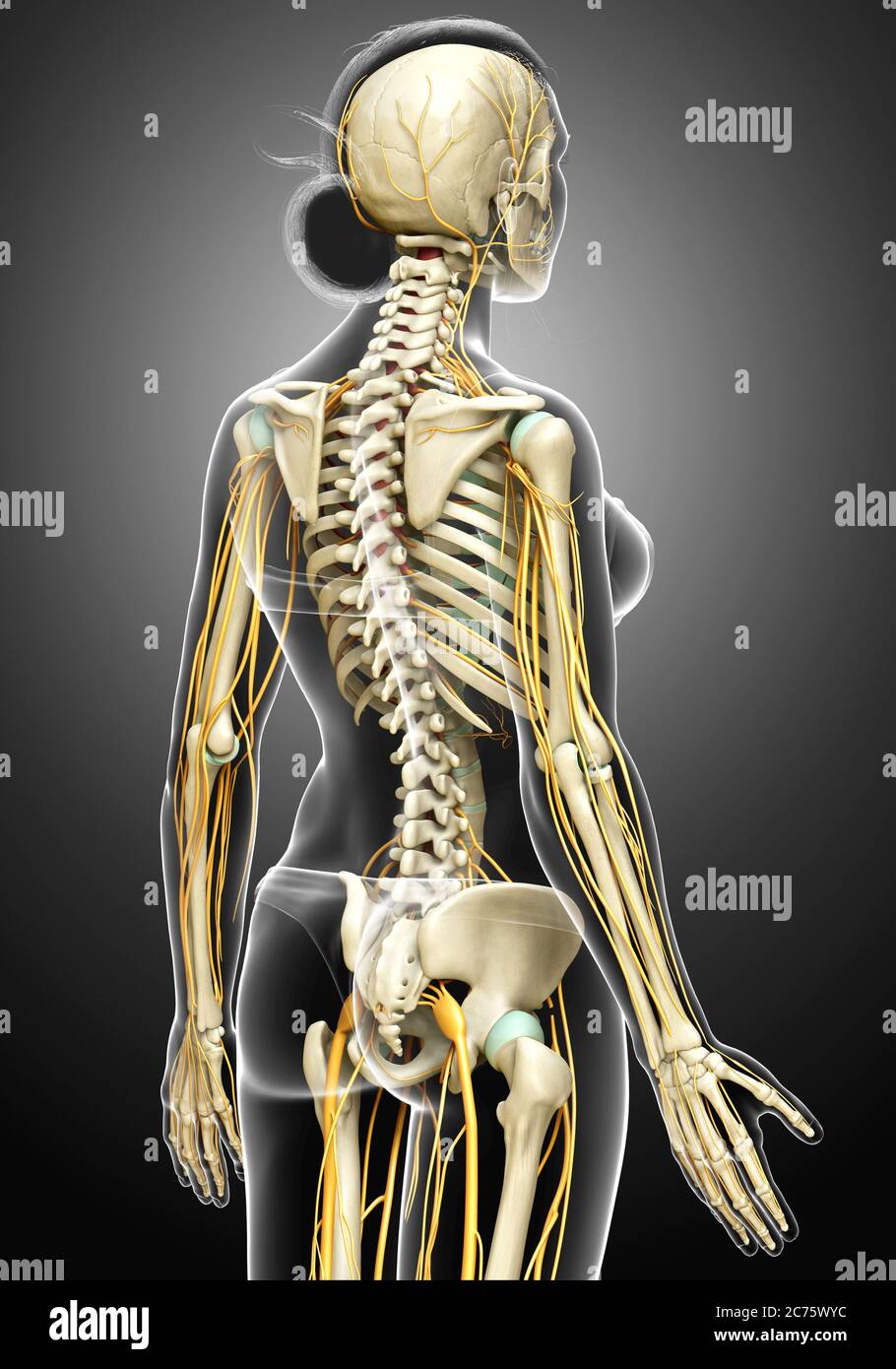 3d rendered medically accurate illustration ofa female nervous system ...