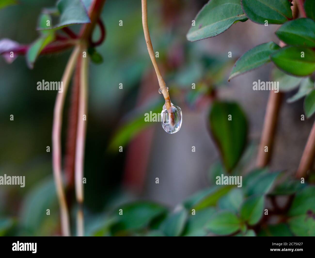 Sticky jelly- like mucilage formed on the roots of Indian rhododendron ...