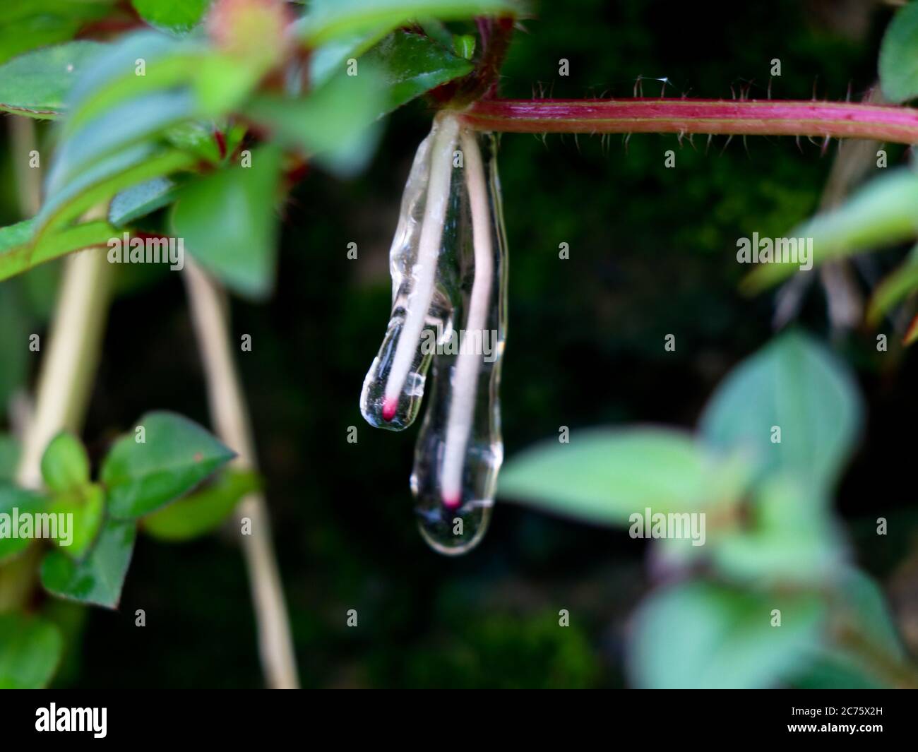 Sticky jelly- like mucilage formed on the roots of Indian rhododendron ...