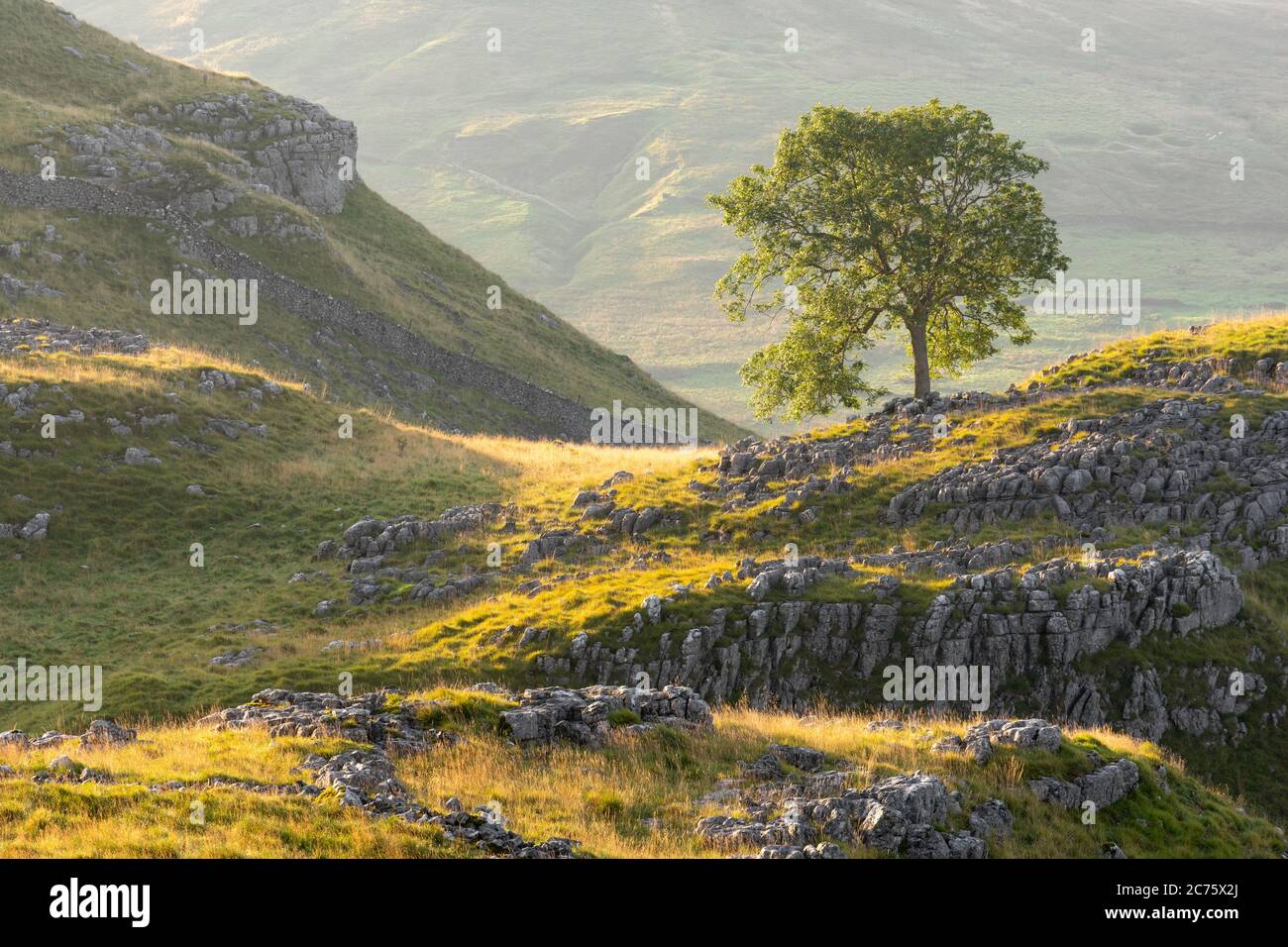 Lone tree malham yorkshire dales hi-res stock photography and images ...