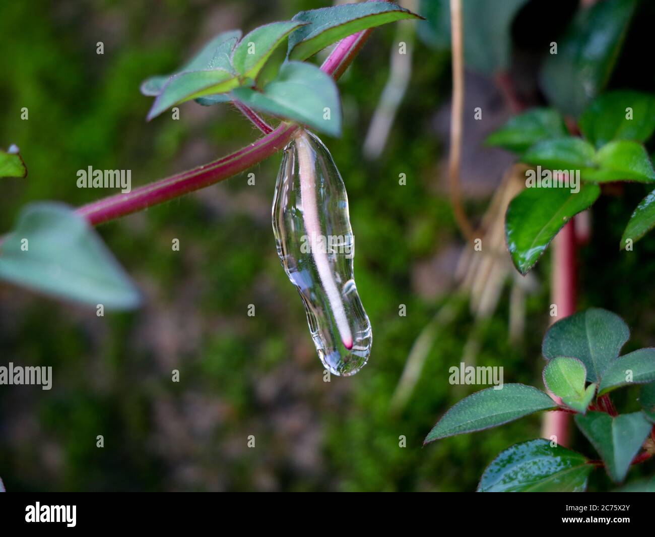 Sticky jelly- like mucilage formed on the roots of Indian rhododendron ...