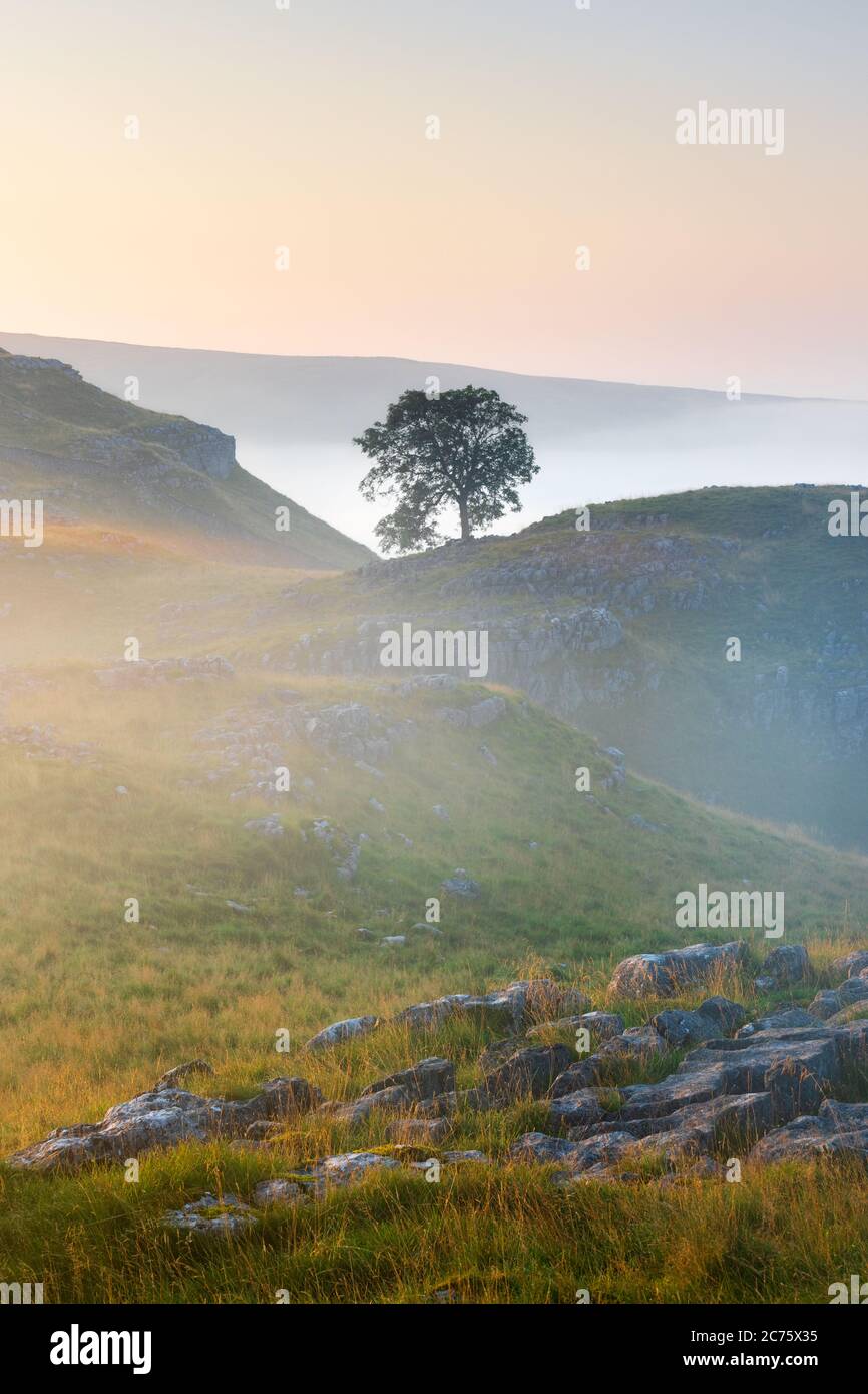 A lone tree sits on limestone pavement in the beautiful scenery of ...