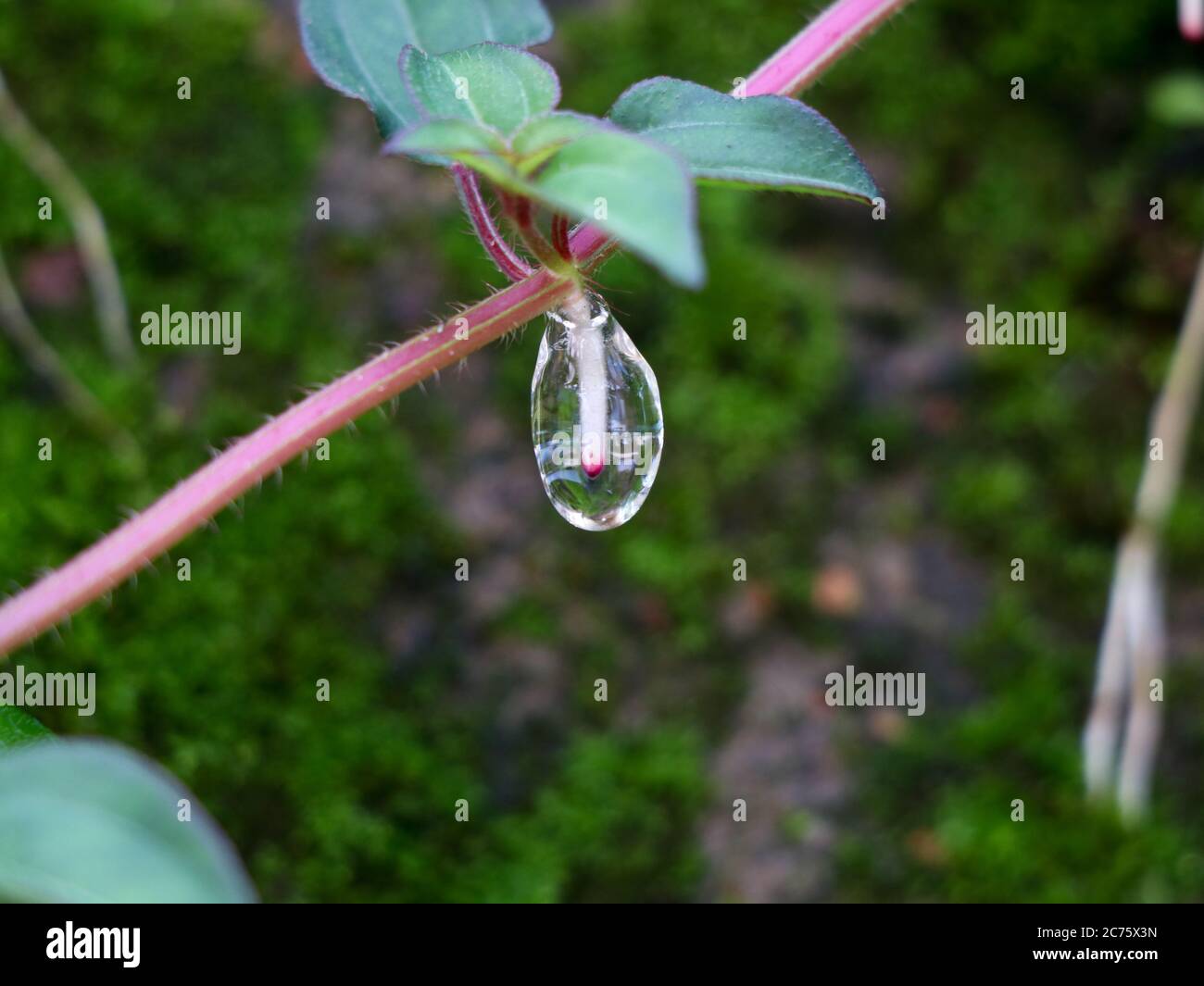 Sticky jelly- like mucilage formed on the roots of Indian rhododendron ...