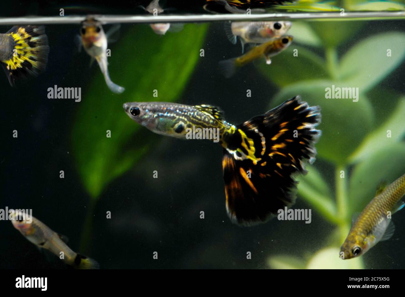 Guppy Multi Colored Fish in a Tropical Acquarium Stock Photo - Alamy