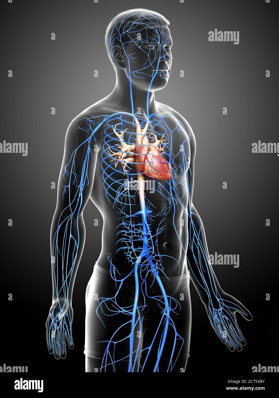 3d rendered medically accurate illustration of a male Veins anatomy ...