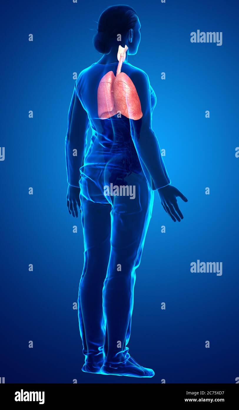 3d rendered, medically accurate illustration of a female lung anatomy ...