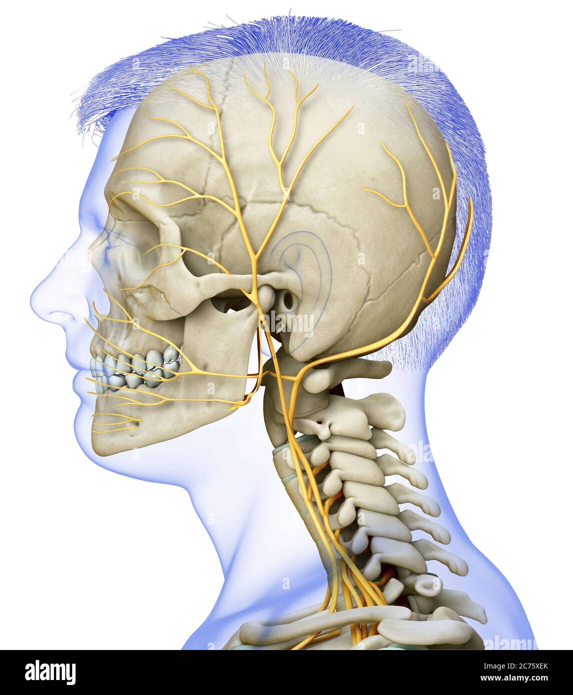 3d rendered medically accurate illustration of male head nervous system ...
