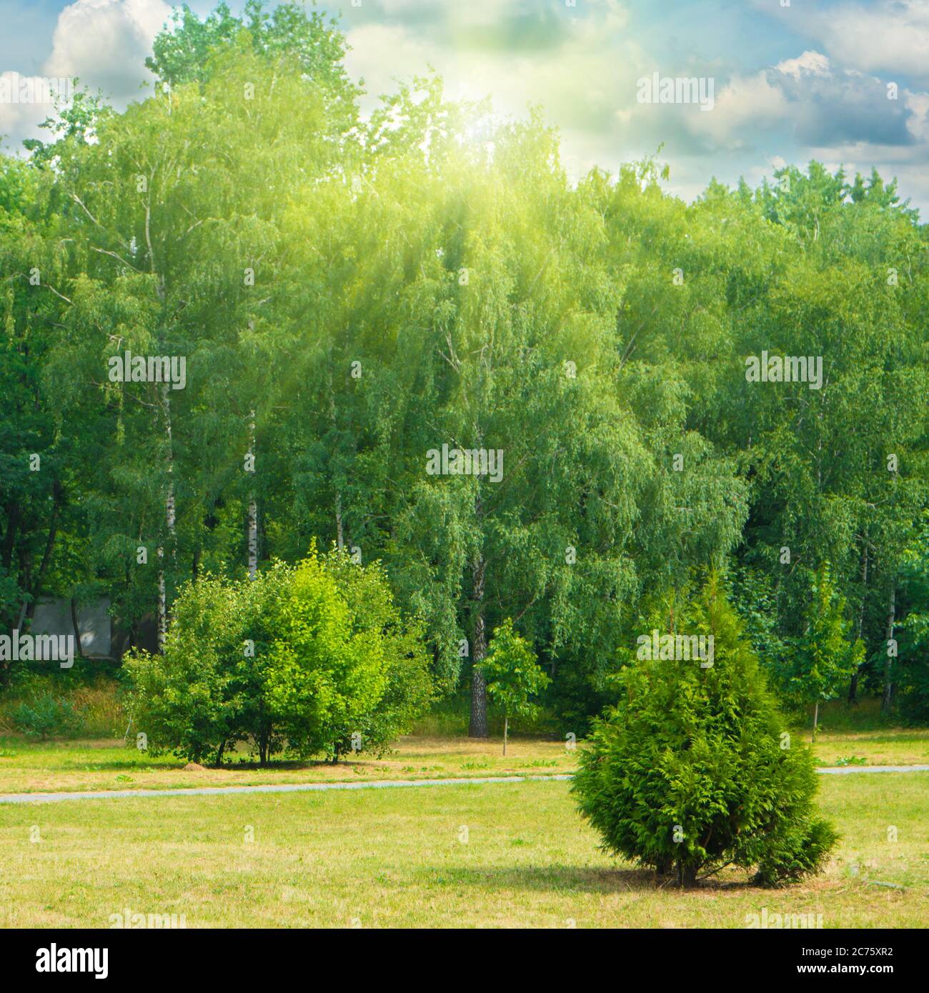 Green park with trees and grass. Sunny landscape with shining sun Stock ...