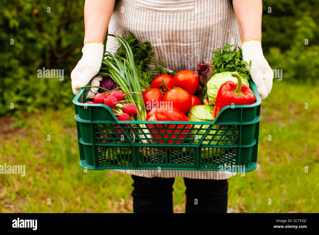 Set of wonderful vegetables grown in ecological conditions Stock Photo ...