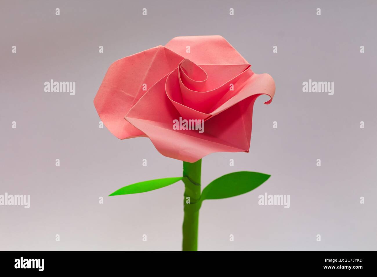 Do it yourself cardboard rose made with green and pink cardboard Stock ...