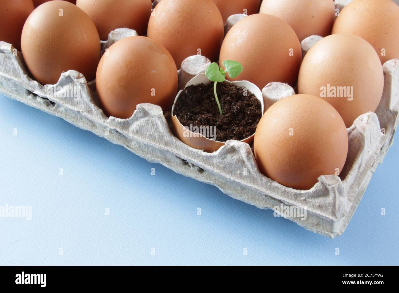 Young plant grow in egg shell. Easter decoration. Green plant in egg ...