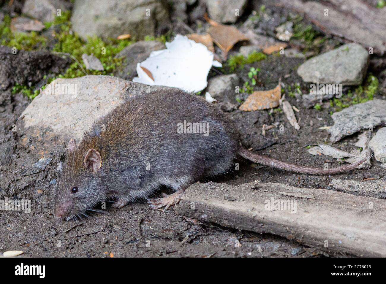 Small wild rat of chilean patagonia, called long-clawed mole mouse ...