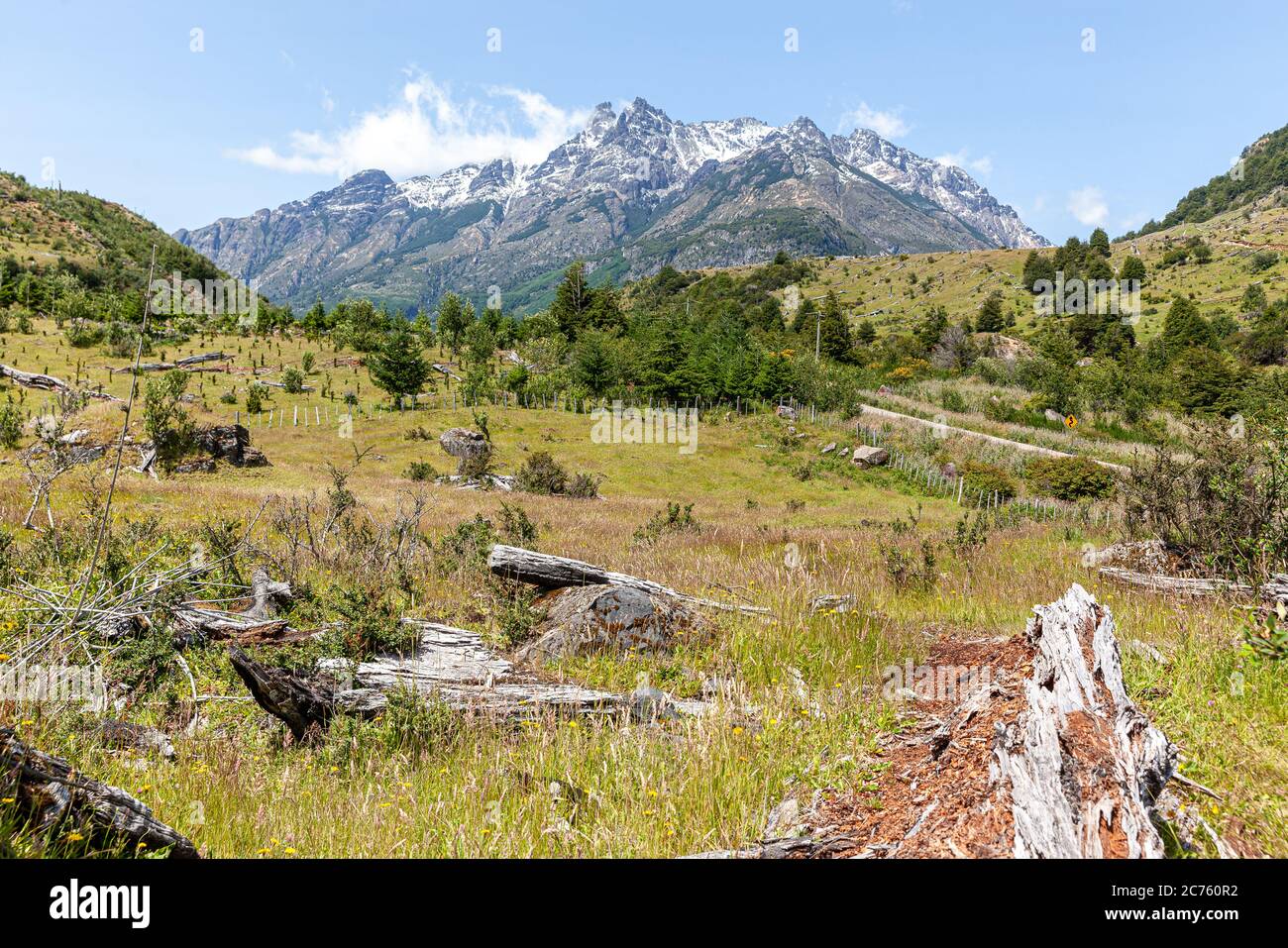Dead tree rotting in meadow at Carretera Austral Route - Aysén, Chile ...