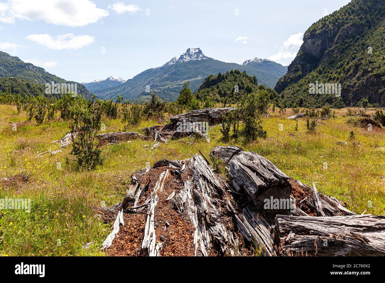 Dead tree rotting in meadow at Carretera Austral Route - Aysén, Chile ...