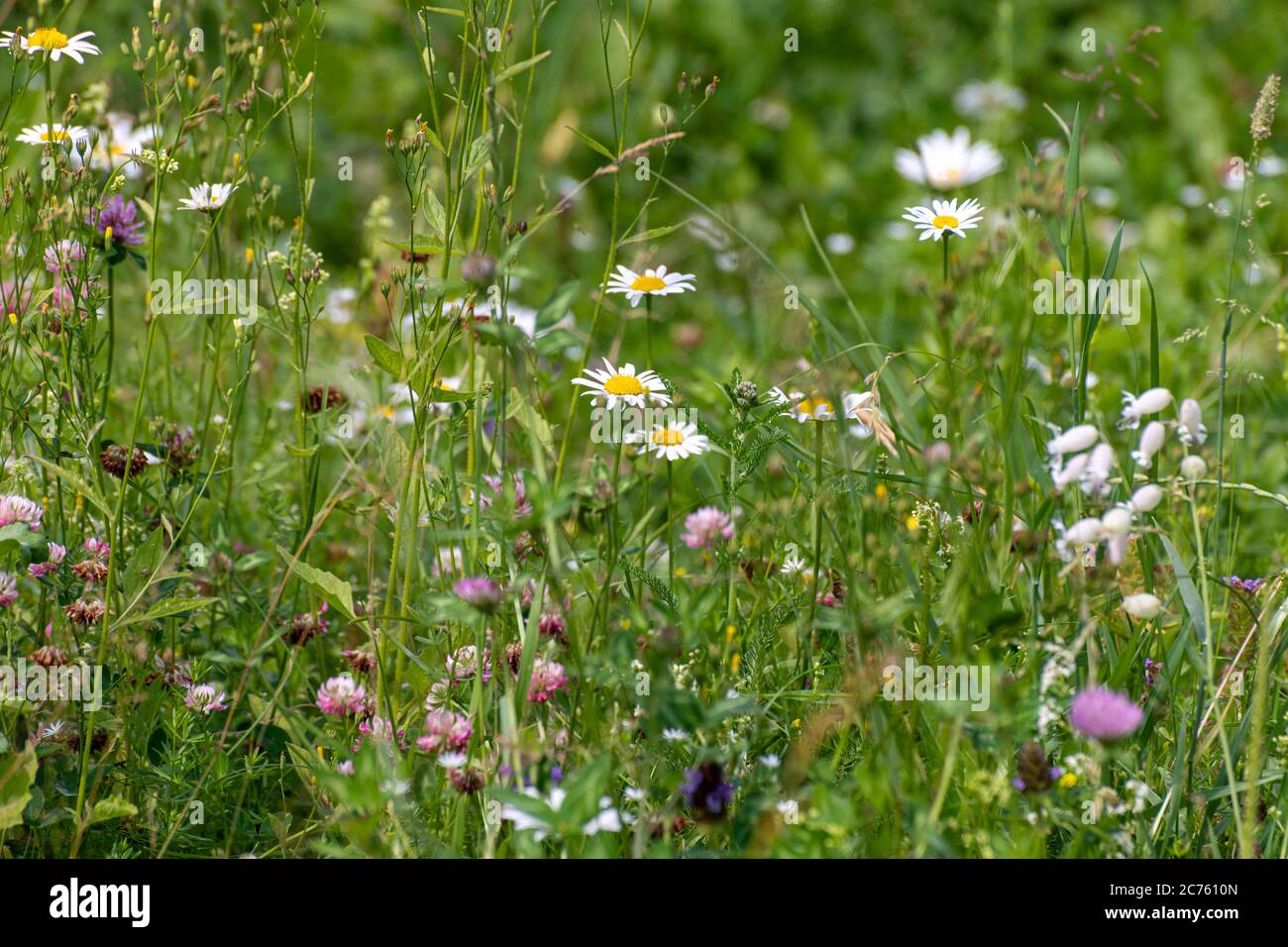 Beautiful Russian meadow with daisies and clover Stock Photo - Alamy