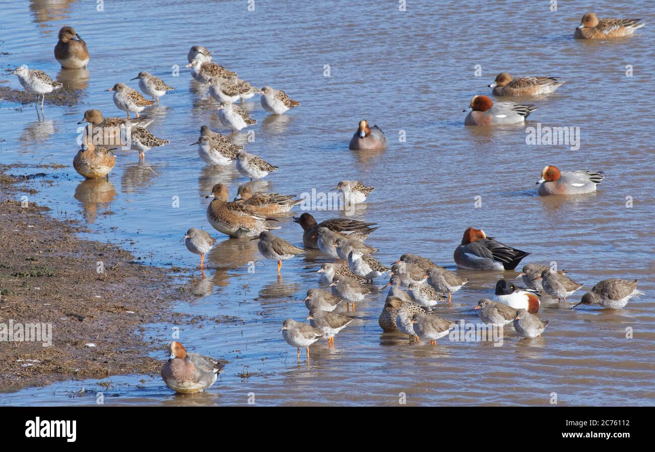 Tringa pugnax hi-res stock photography and images - Alamy