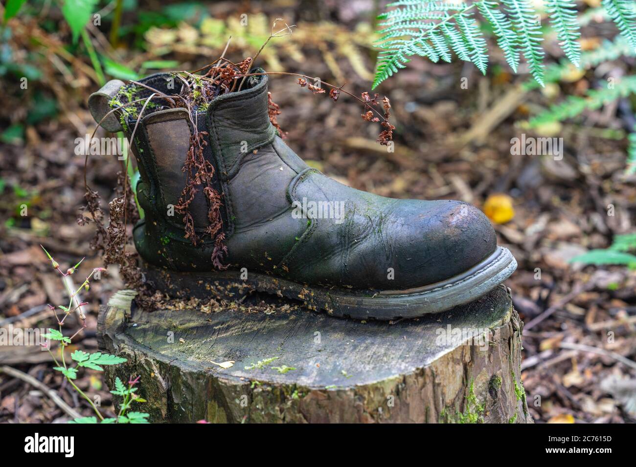 Shoe garden planter made of old work boot.Growing Plants In Shoe Stock ...
