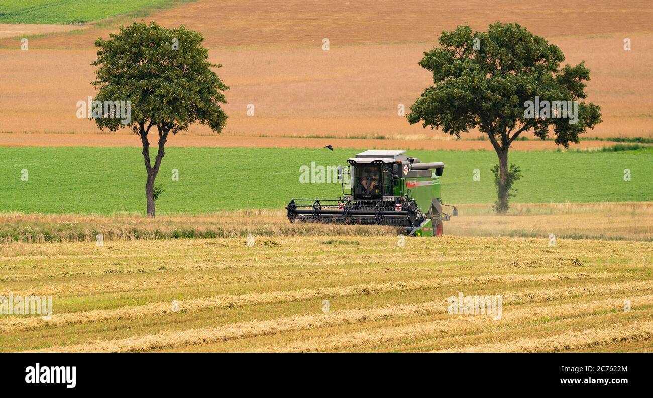 Oldendorf Ii, Germany. 14th July, 2020. A farmer harvests winter barley ...