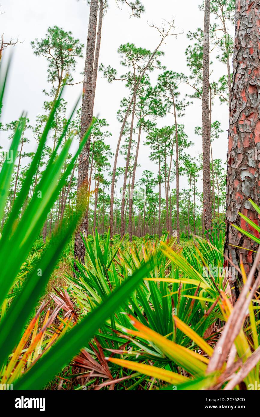 Everglades nps hi-res stock photography and images - Alamy