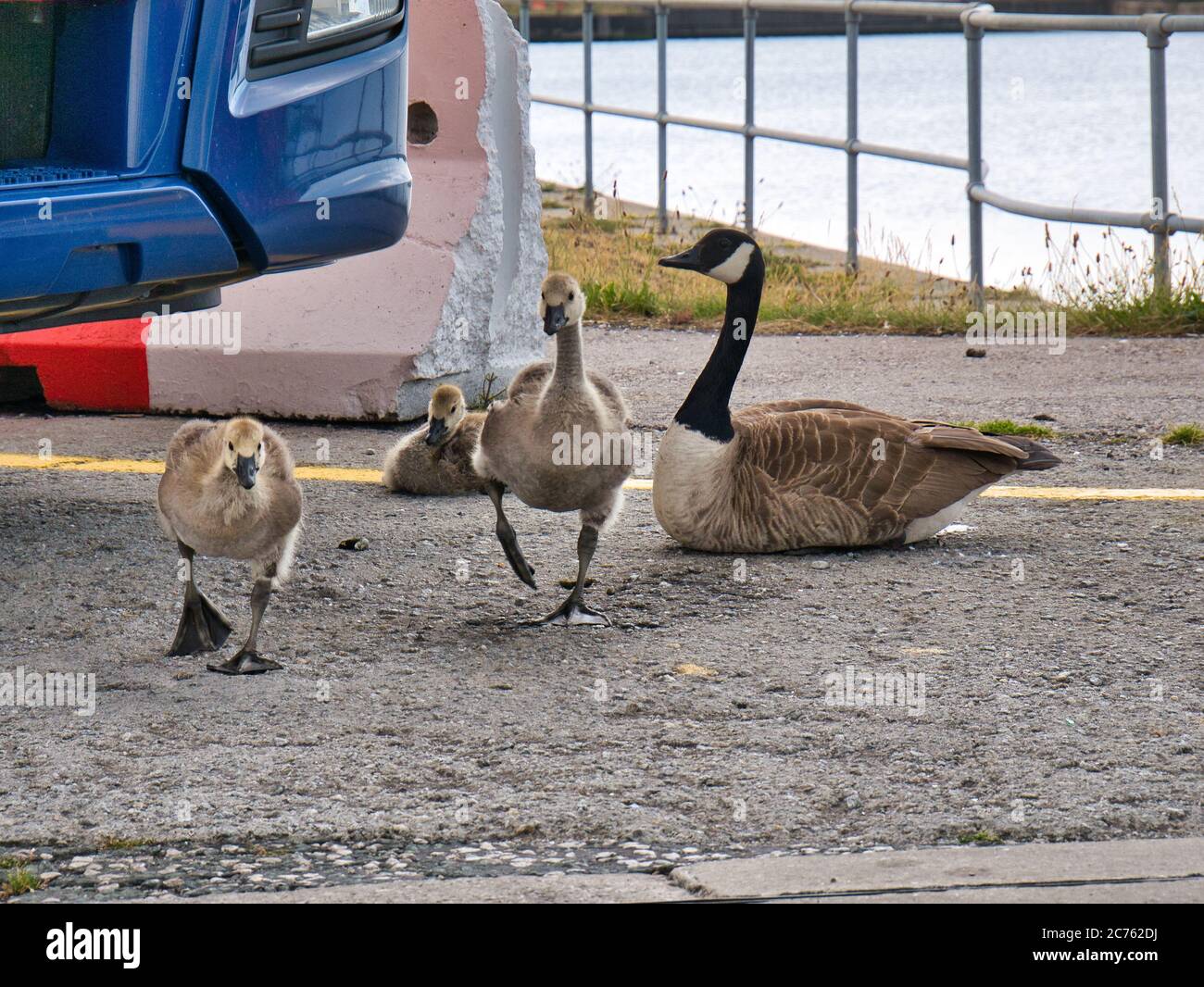 Canada geese rearing chicks in an industrial setting in a lorry park ...