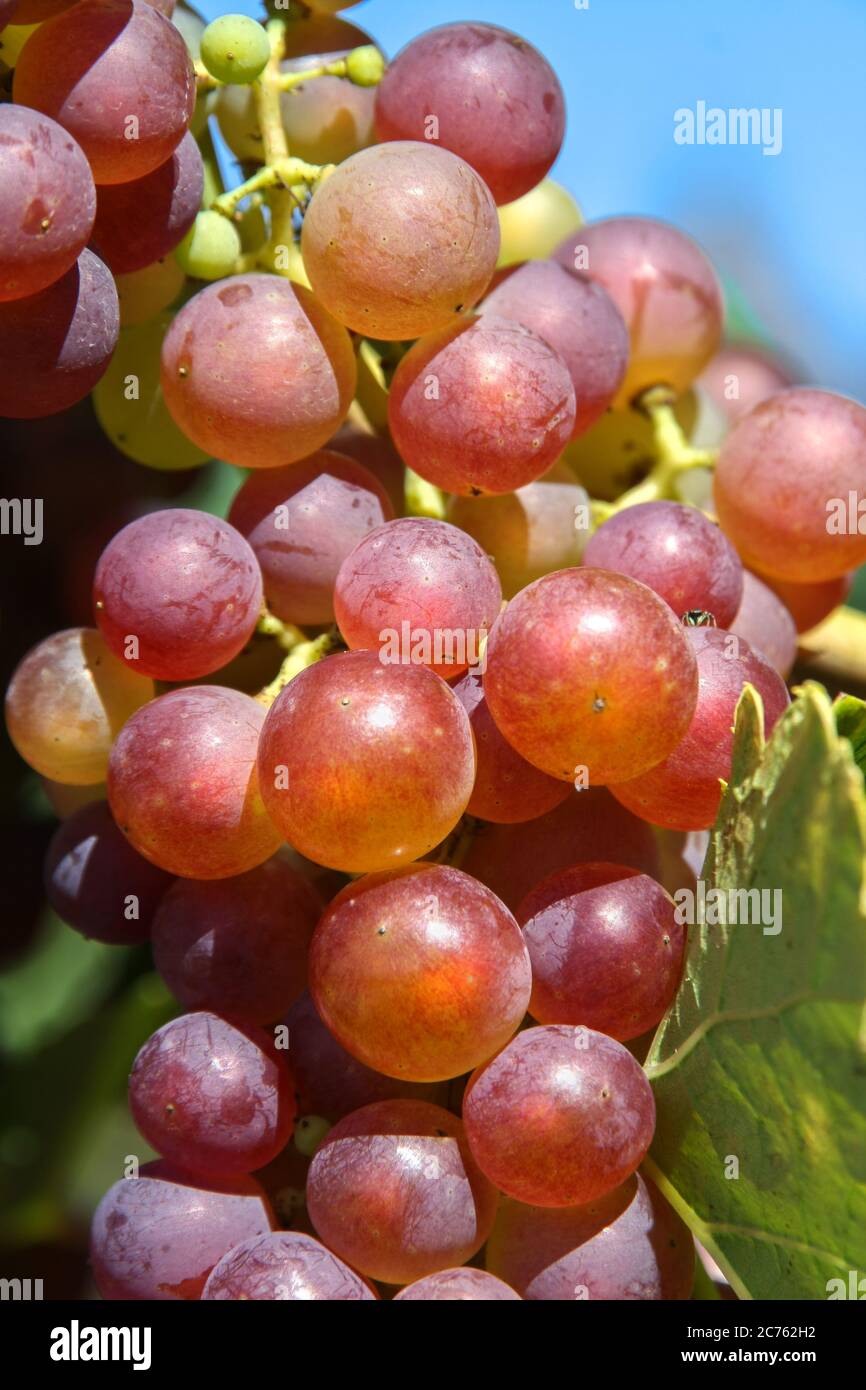 Back grapes hi-res stock photography and images - Alamy