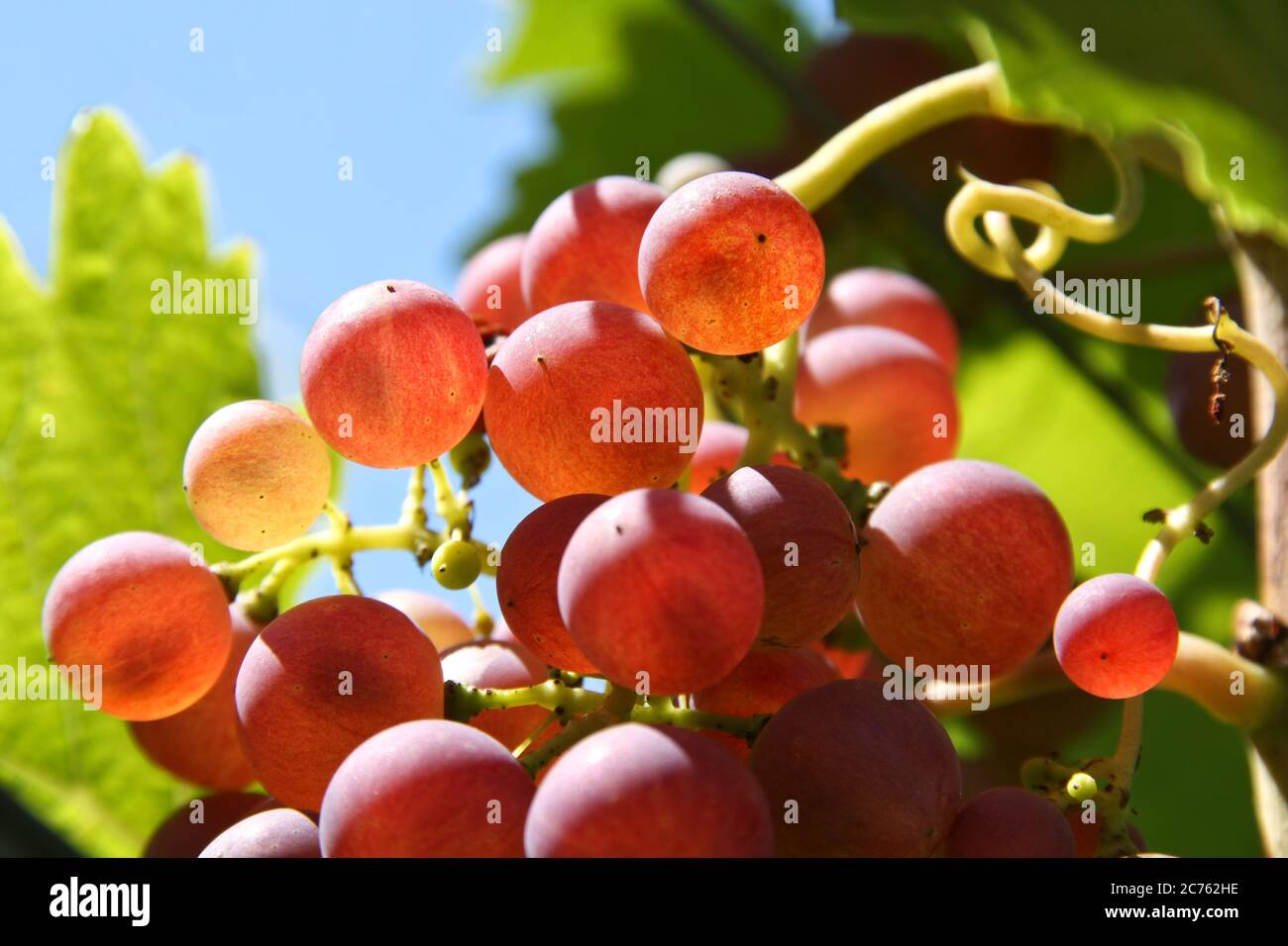 Back grapes hi-res stock photography and images - Alamy