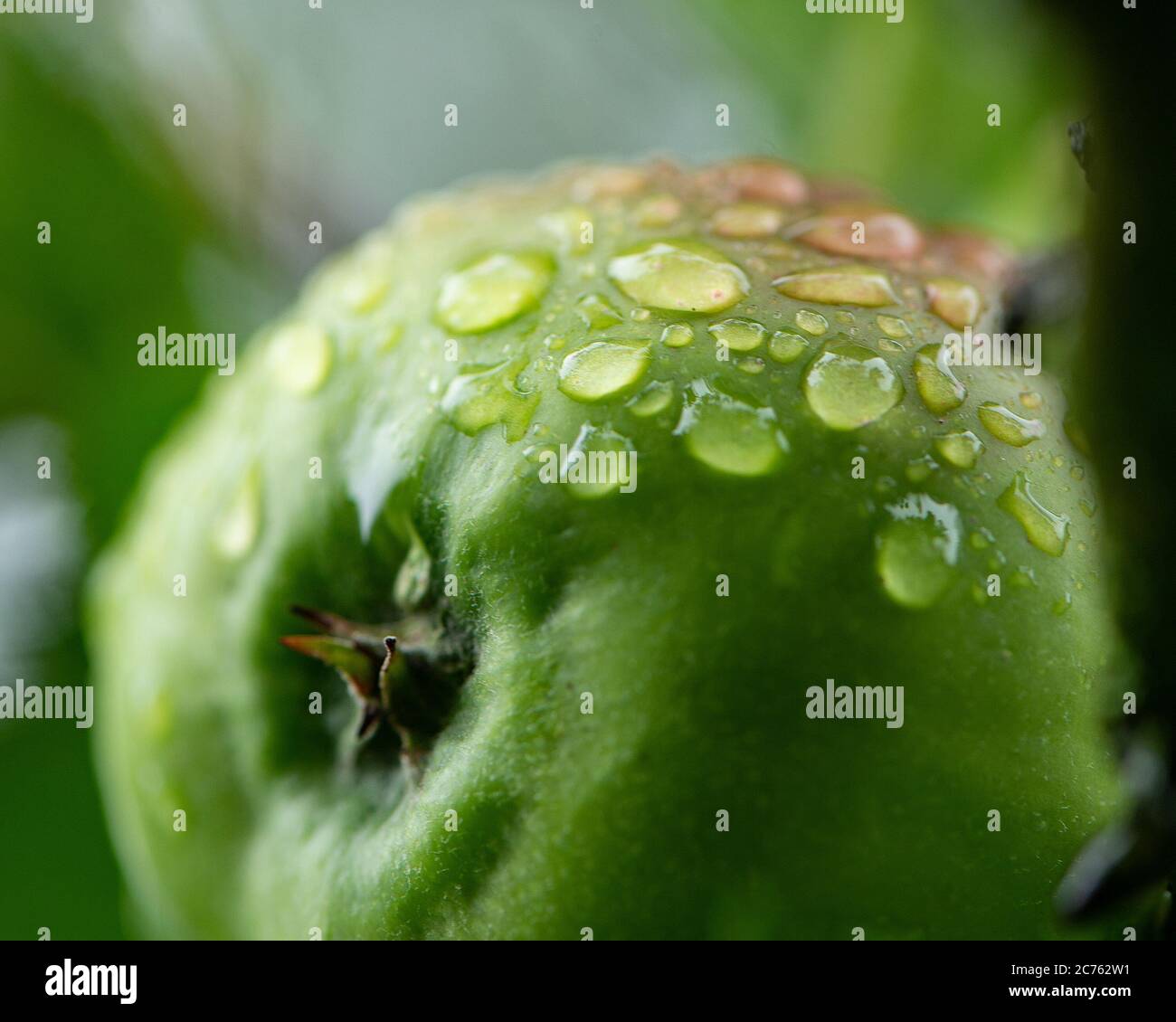 Apple tree ripening fruit hi-res stock photography and images - Alamy