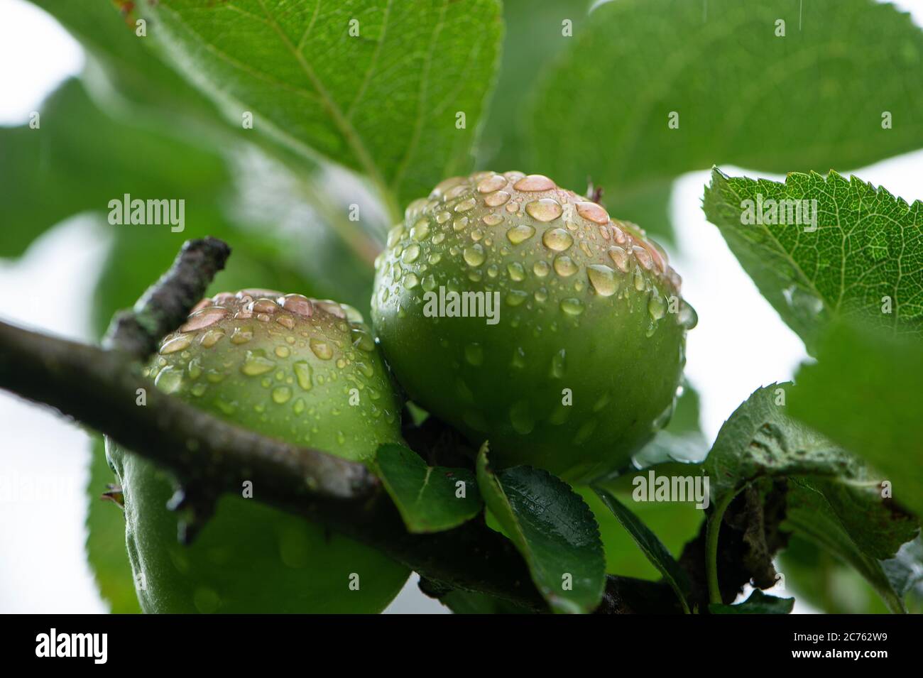 Apple tree ripening fruit hi-res stock photography and images - Alamy