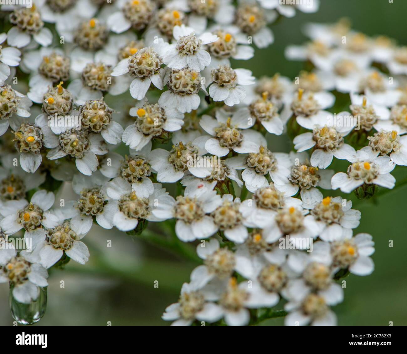 Yarrow leaves hi-res stock photography and images - Alamy
