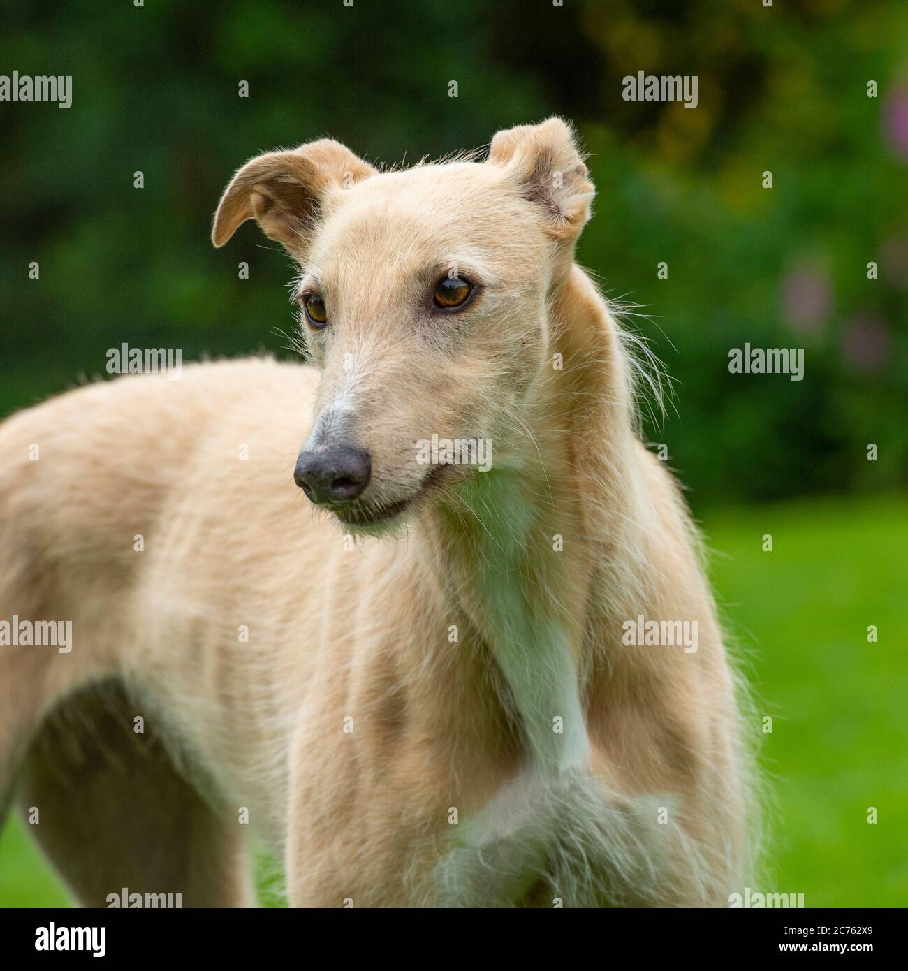 Lurcher dog head hi-res stock photography and images - Alamy