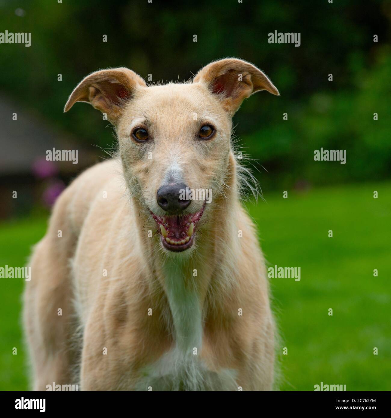 Lurcher dog head hi-res stock photography and images - Alamy