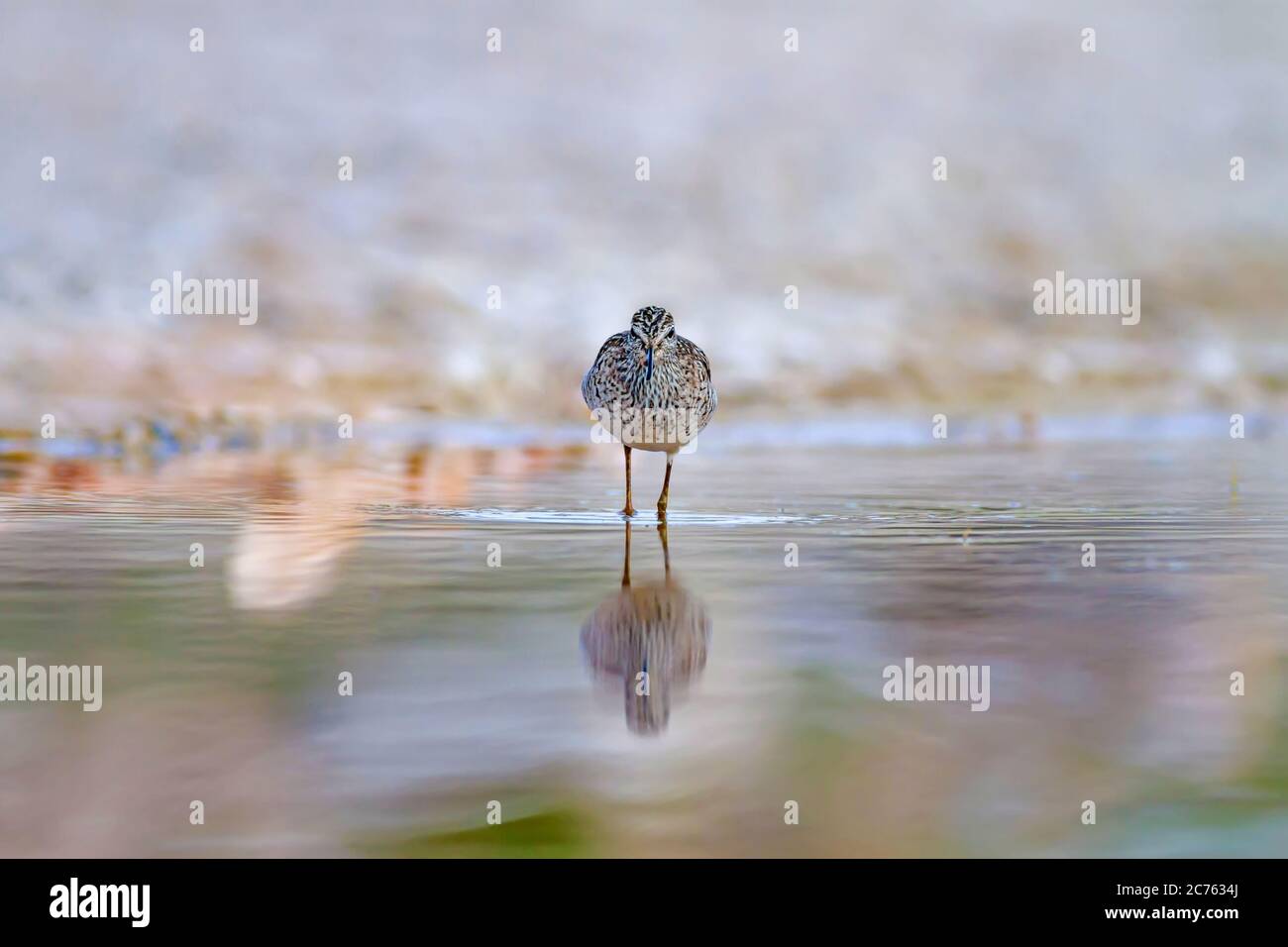 Water bird Sandpiper. Gray water background Stock Photo - Alamy