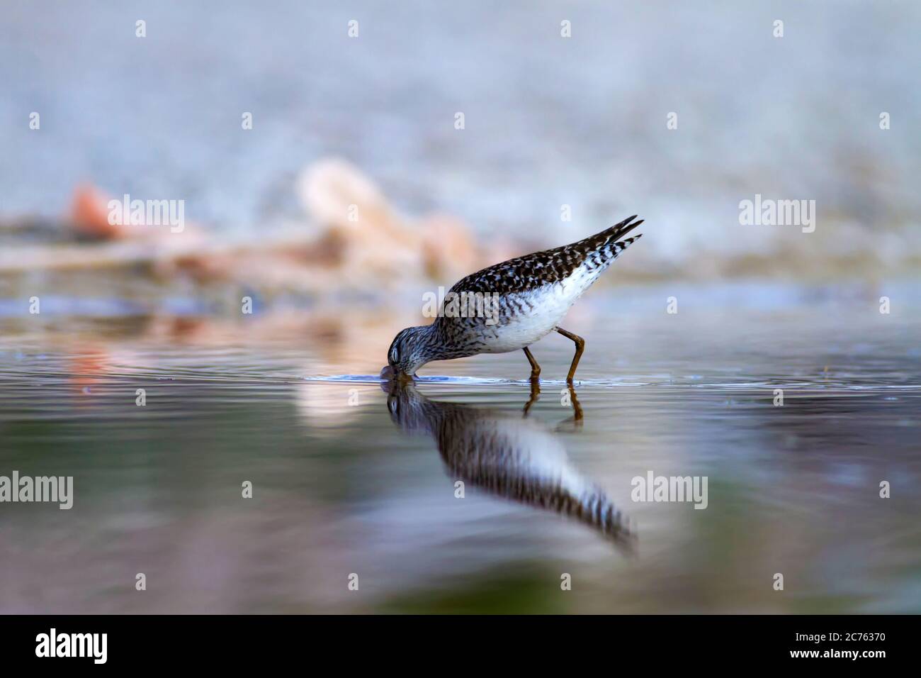 Water bird Sandpiper. Gray water background Stock Photo - Alamy