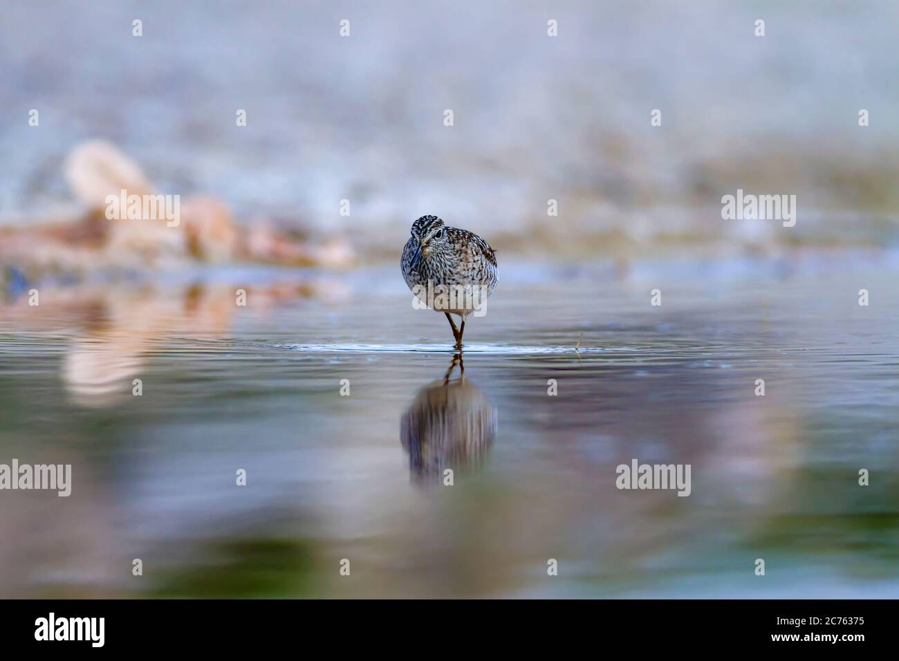 Water bird Sandpiper. Gray water background Stock Photo - Alamy
