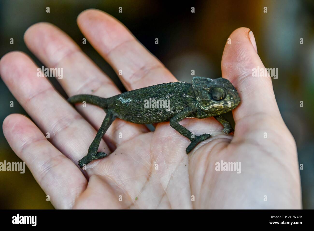 chameleon on hand, beautiful photo digital picture Stock Photo - Alamy